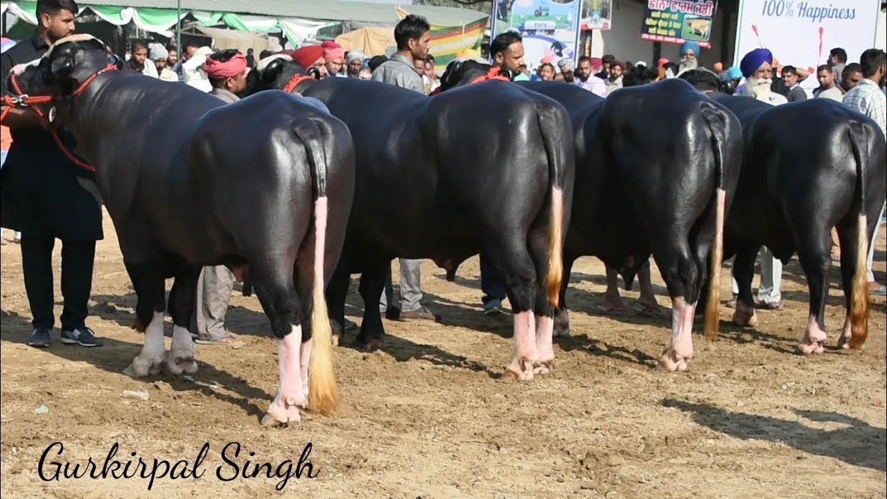 Best Nili Ravi Bull of India - YouTube