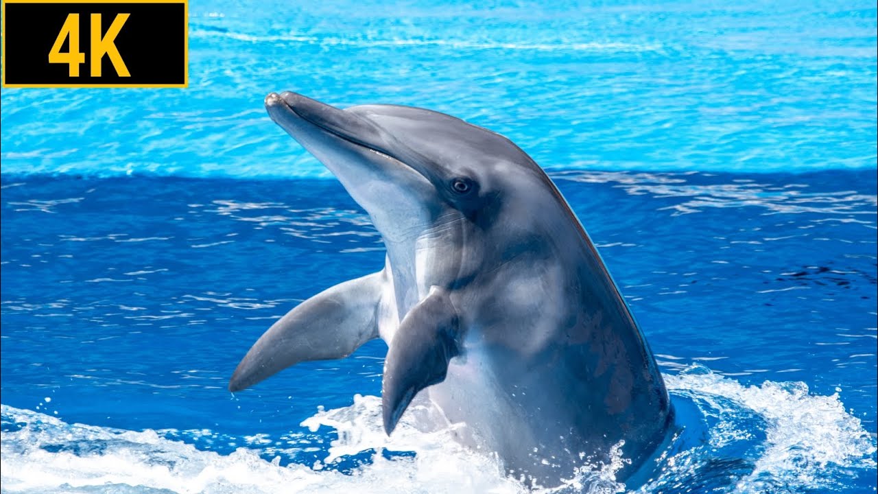 Incredible Dolphin Moments | Dolphin Video l Dolphins jumping out of ...
