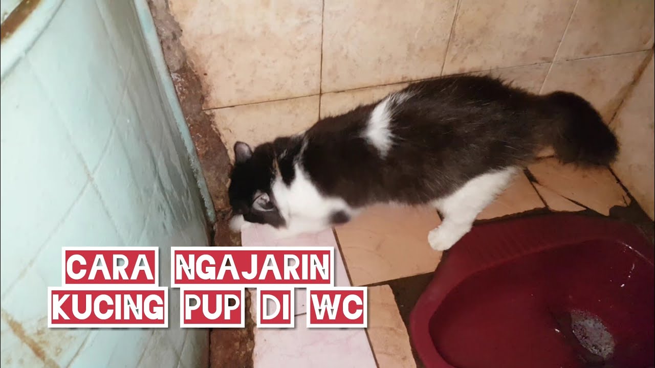Cara ngajarin kucing pup dan pipis di wc - YouTube