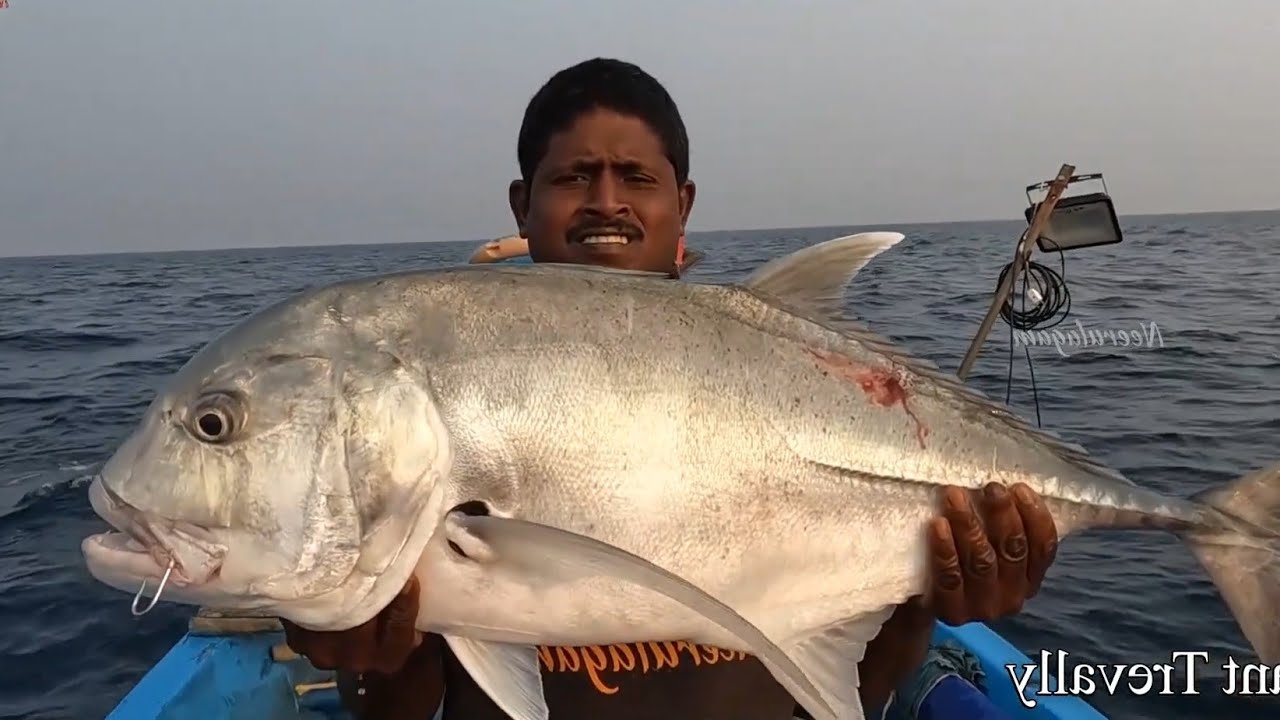 Fishing for Monsters using Live bites ( Gt, goliath groupers, barracuda ...