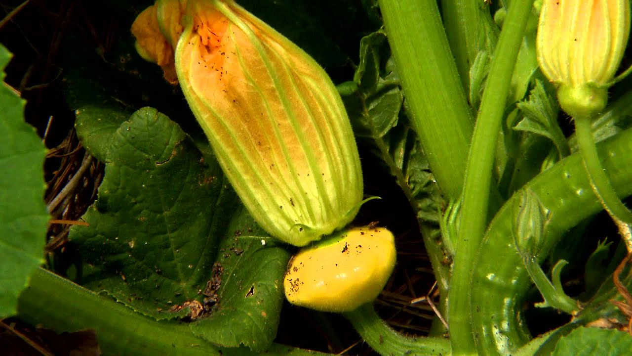 Vegetables in cucumber family have unique flowers - YouTube