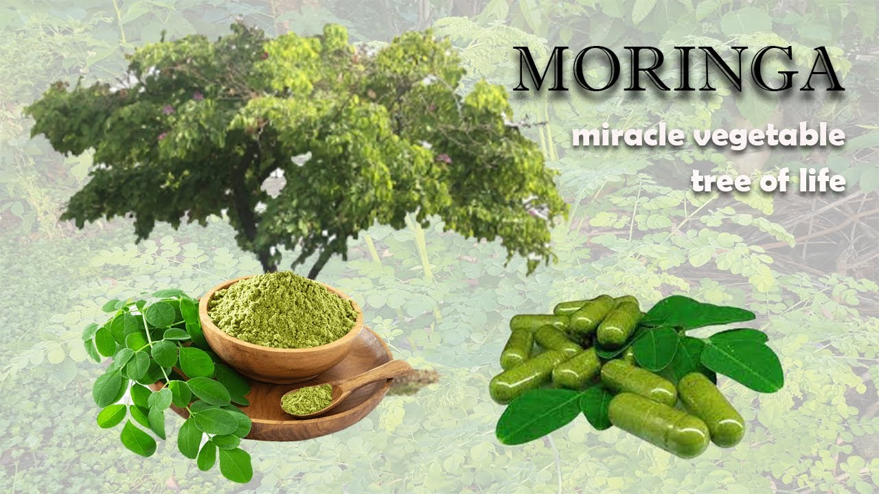 Moringa, the miracle vegetable... - YouTube