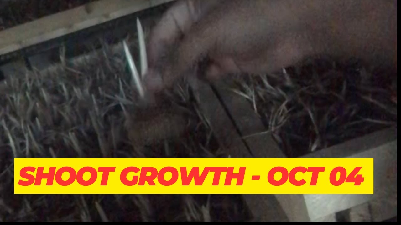 Indoor Saffron Farming - Oct 4 Shoots Growth UPDATE..!! - Kesar Ki ...