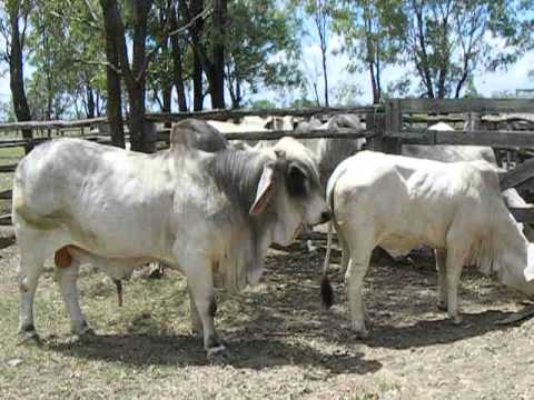 Brahman bull serving - YouTube