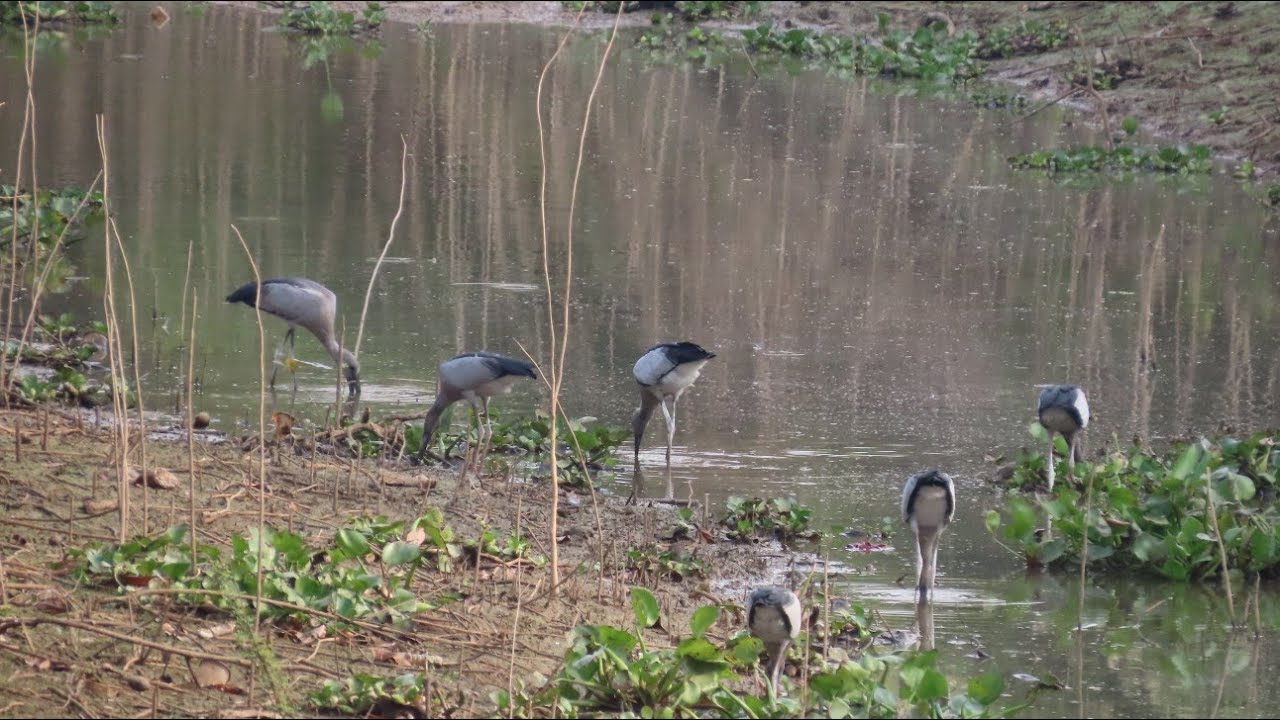 NATURAL ACTION BIRD CATCH FISH#birds #baby #nature #animals#amazon ...