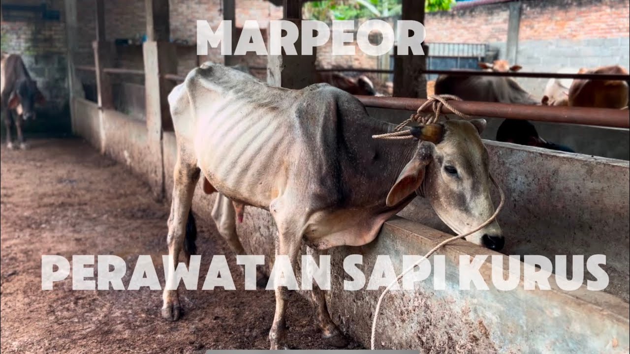 PERAWATAN SEDERHANA SAPI KURUS - YouTube