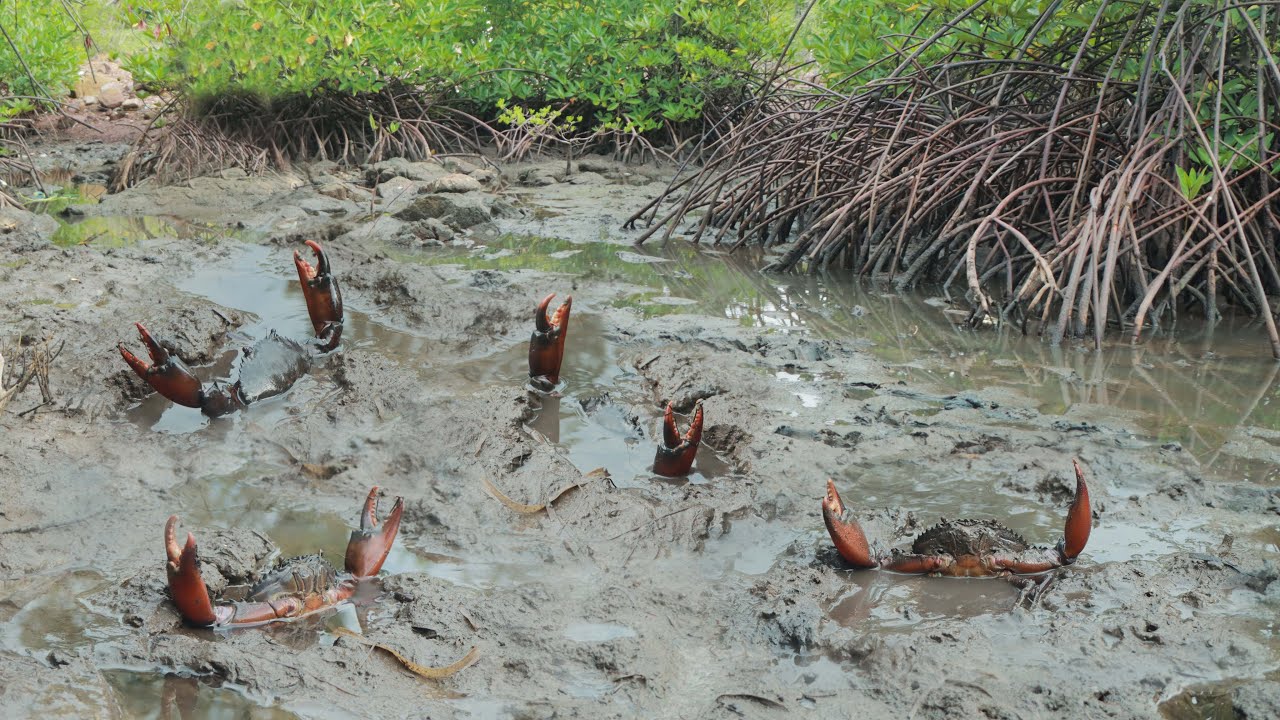 Mastering the Art of Mud Crab Fishing in Mangroves - YouTube