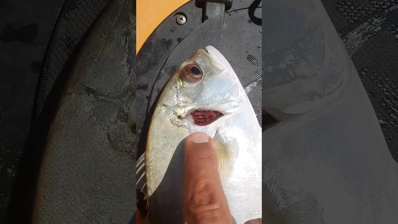 Raridade Xaréu com guelrra exposta!! #fish #fishing #xareu - YouTube