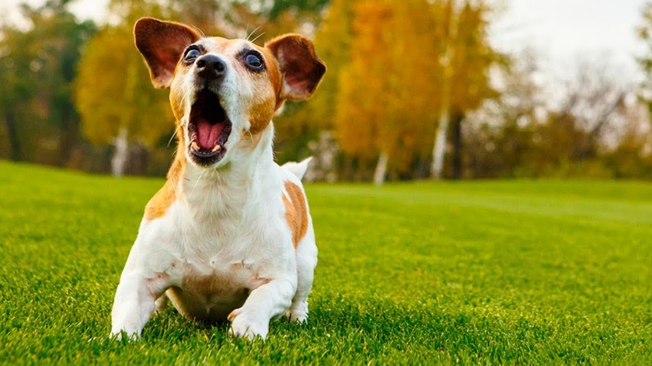 TOP 10 dog barking videos compilation 2020 - YouTube