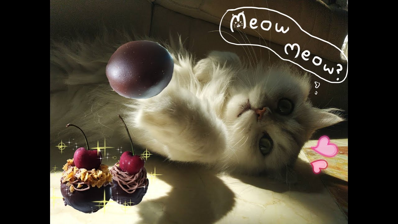 【Dessert and cat】 Chocolate ganache with salted caramel and hazelnut ...