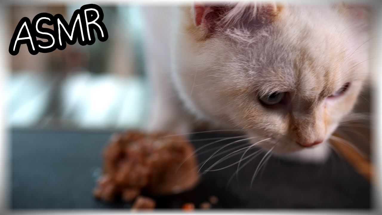 Kitten ASMR 😾| Canned Food Wellness Core Eating Sounds with Kitten ASMR ...