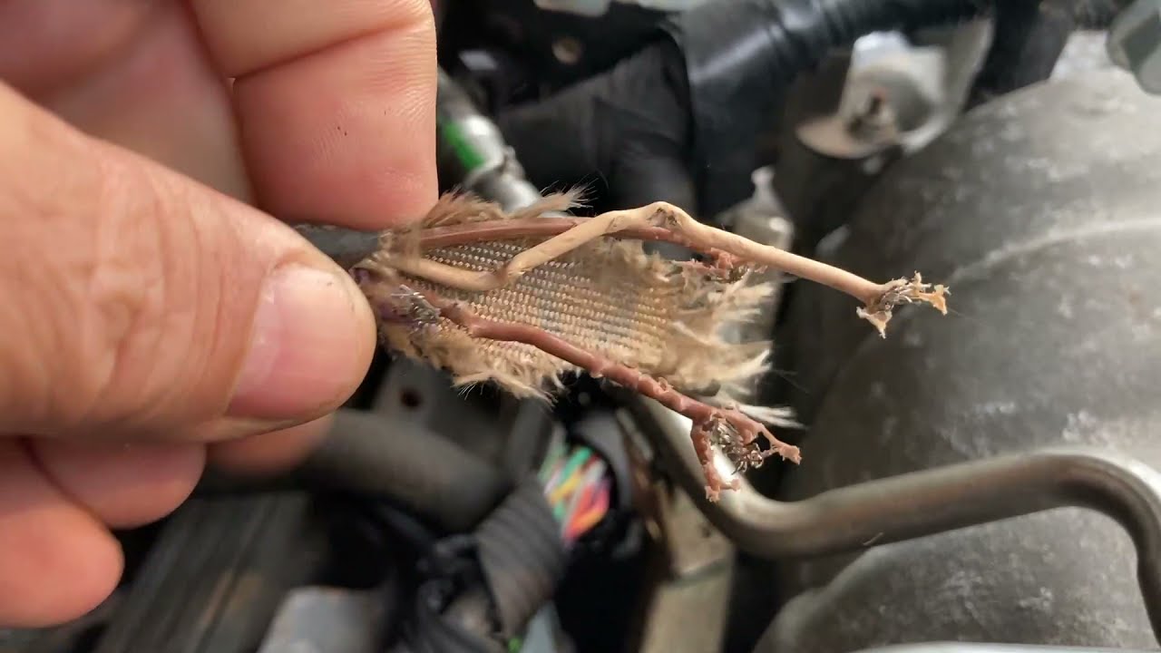 Fixing 02 Sensor and Purge Solenoid - P0443, P0053, P0030 on a 2006 ...