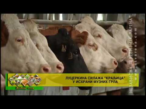 Lucerkina silaža „kraljica“ u ishrani muznih grla - YouTube