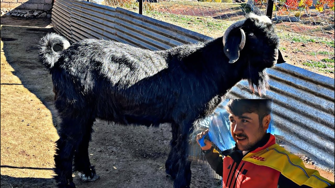 HAKKİKİ HONAMLI TEKE ALDIM ( 1buçuk yaşında Bu bir efsane ) yeni dişi ...
