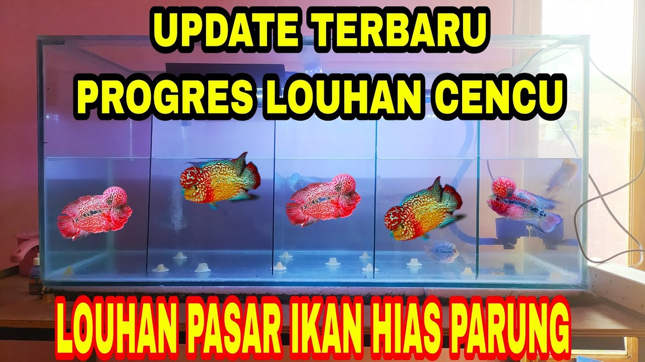 UPDATE PROGRES LOUHAN PASAR IKAN HIAS PARUNG - YouTube