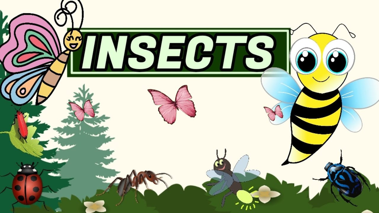 #insects / INSECTS FOR KIDS LEARNING - YouTube