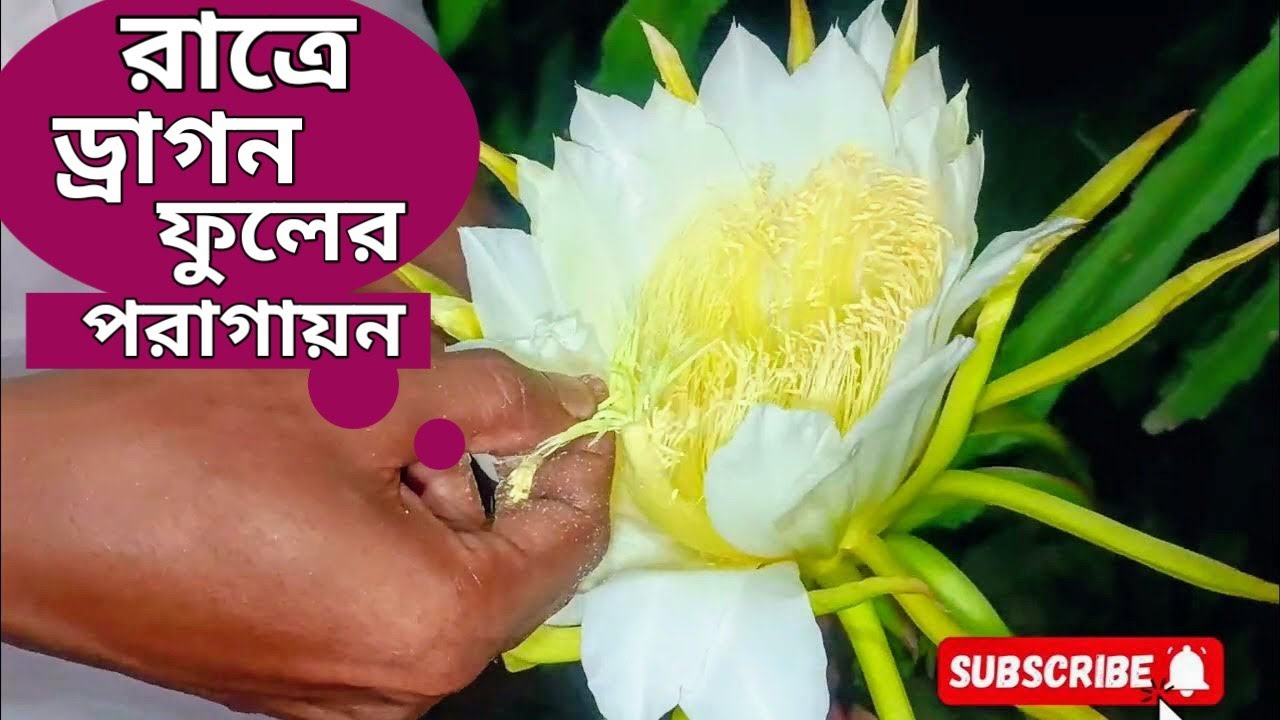 ড্রাগনের ফুল পরাগায়নে দ্বিগুণ লাভ।dragon ball cauliflower। dragon ball ...