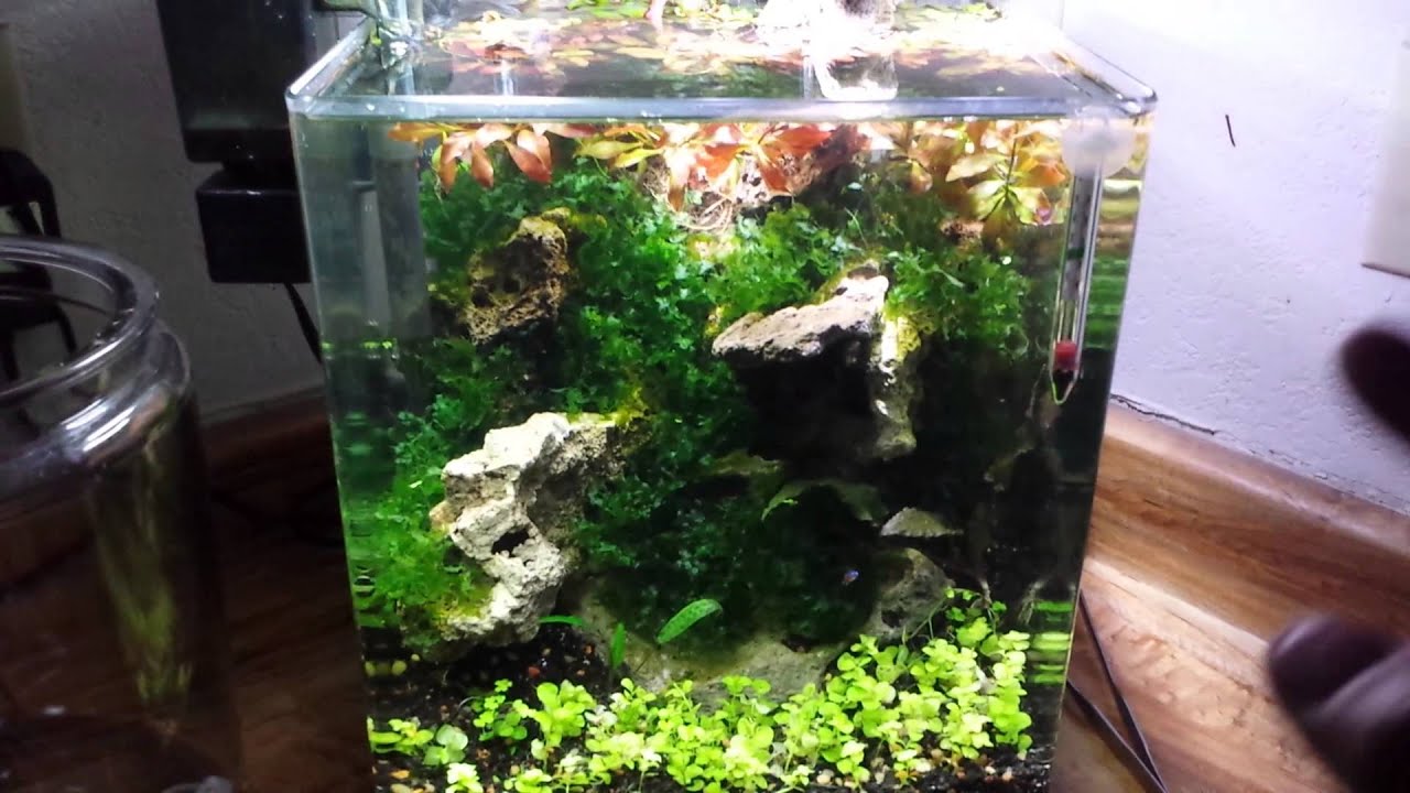 Fluval flora planted aquarium first time aquascaping with subwassertang ...