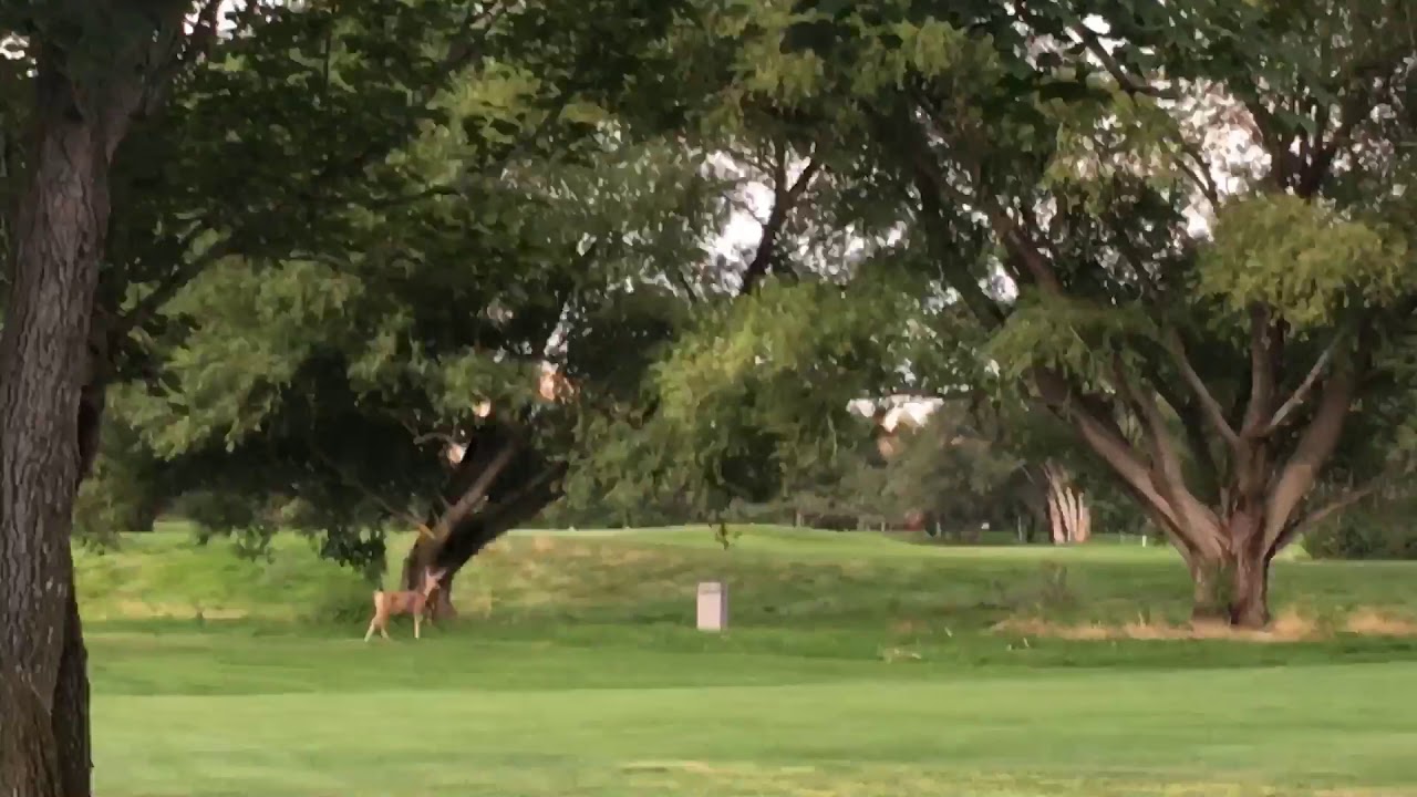 Golfing with deer this morning - YouTube