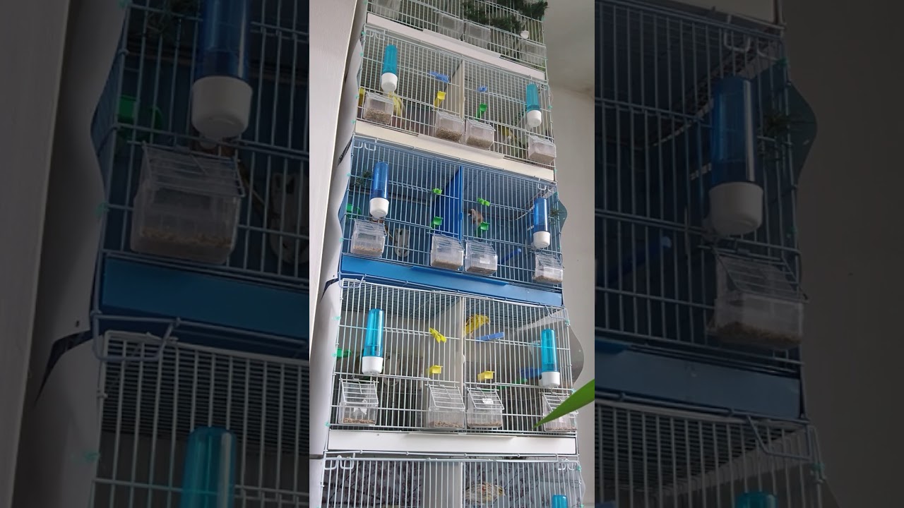 Sticlete vs Pietrusel - YouTube