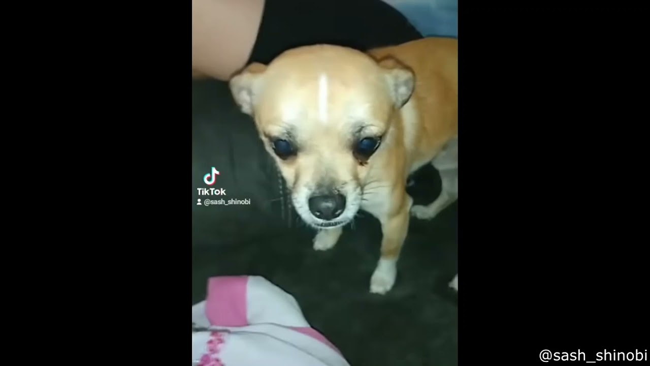 Dogfight Meme | DetectiveRocket - YouTube