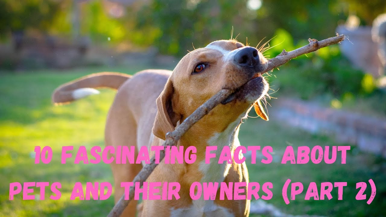 10 Fascinating Facts About Pets and Their Owners (Part 2) - YouTube