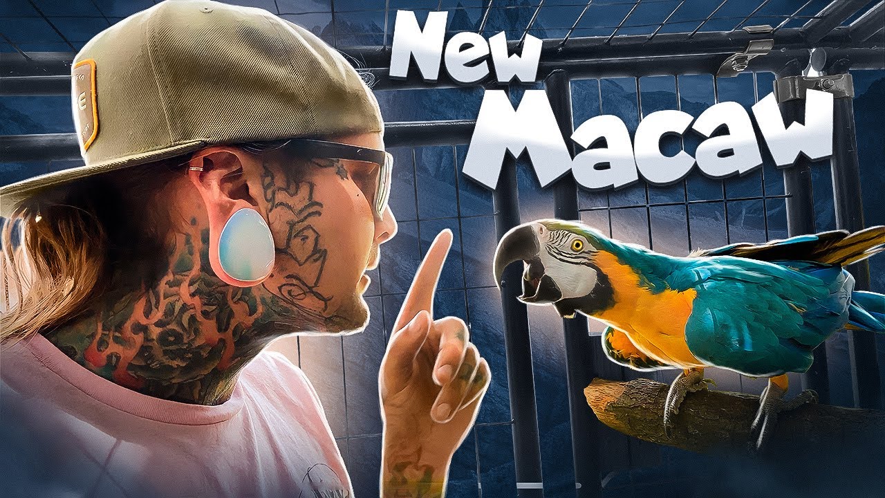 Me vs A NEW MACAW ! - YouTube