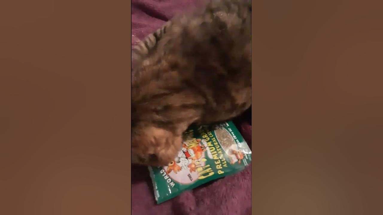 Tyson cat acts funny after trying catnip for the 1st time #shorts 😸 - YouTube