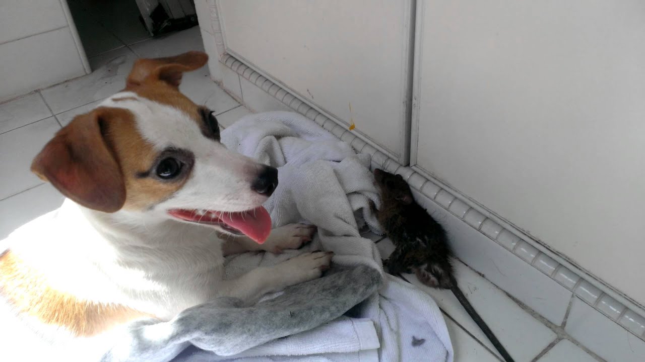 Jack Russell Preston killed a rat - YouTube