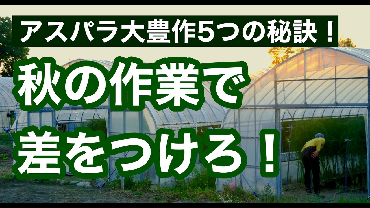 【アスパラガス栽培】初心者必見！秋に行う5つの管理作業で翌年の収穫量が大きく変わった話 - YouTube