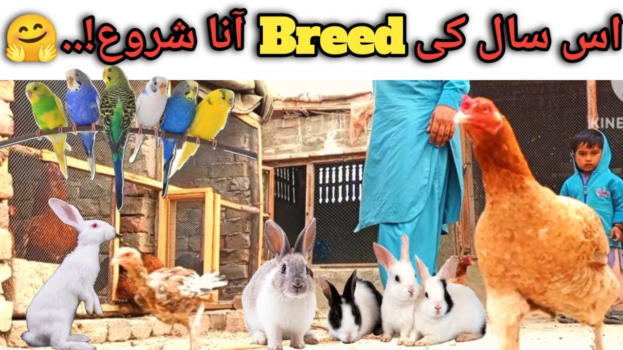 First Breed start in my Colony|| Pehle Breed Aana Shero ho gai|| #birds ...