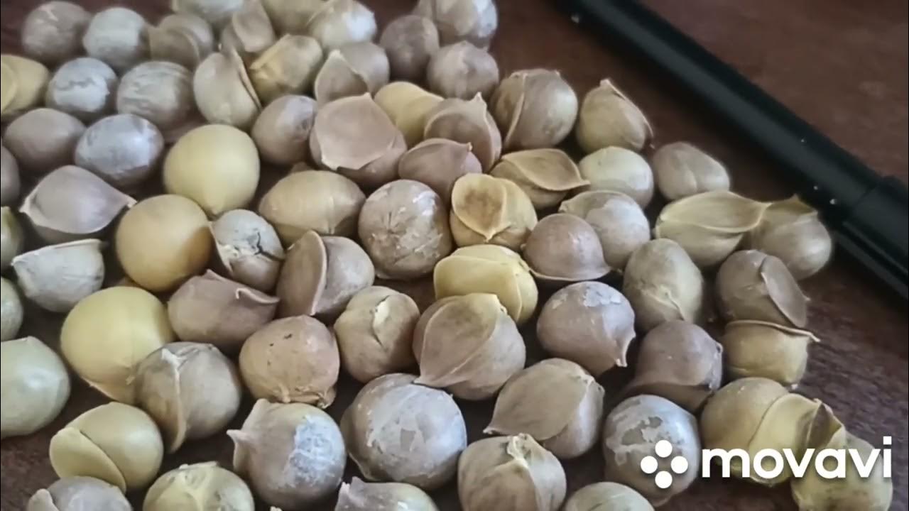 ВНИМАНИЕ!!! ПОСАДОЧНЫЙ МАТЕРИАЛ ЧЕСНОКА // ВАЦАП ДЛЯ ЗАКАЗА 89152458159 ...