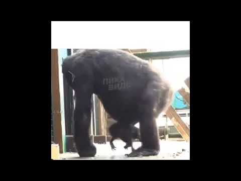 tuvalet kagidi bulamadigi icin yavrusunu kullanan koca yurekli maymun #shorts #funnyvideo #memes