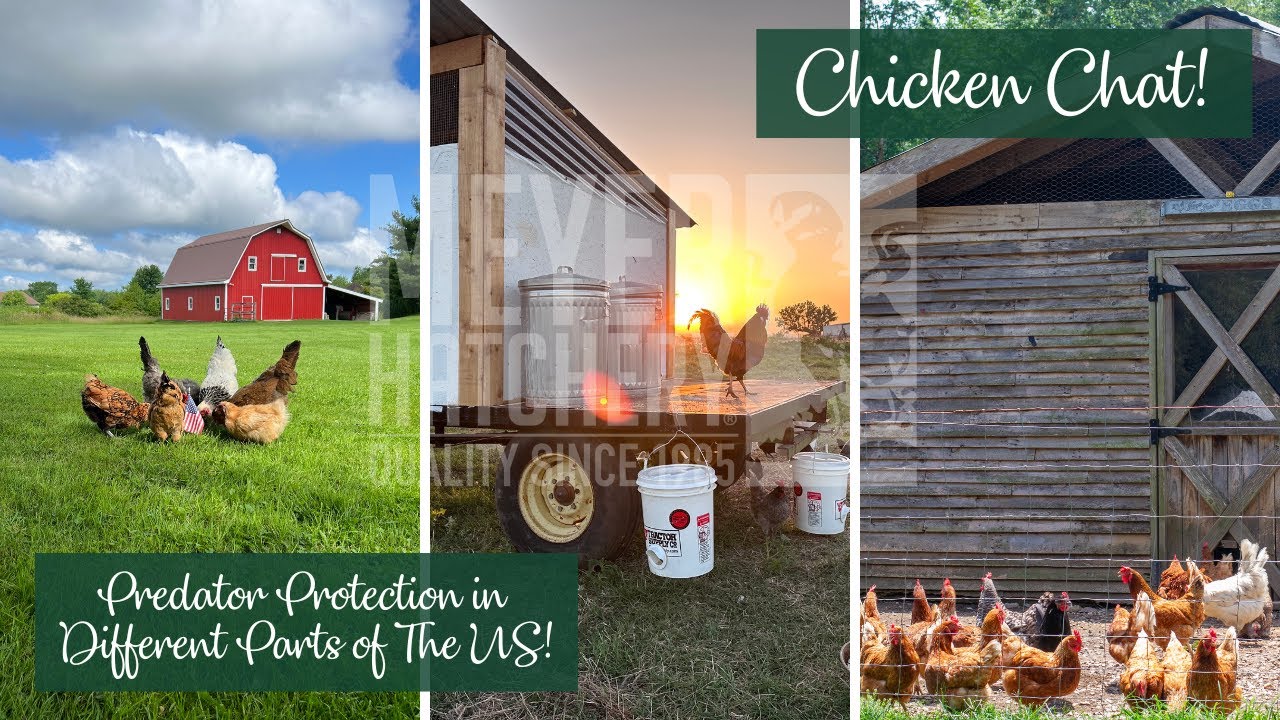 Chicken Chat Predator Protection - Around the US! - YouTube
