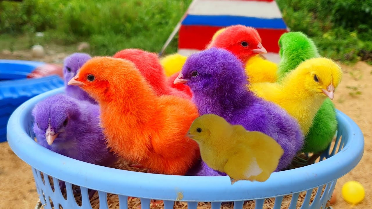 Catching chickens,cute chickens,rainbow chickens,colorful chickens ...