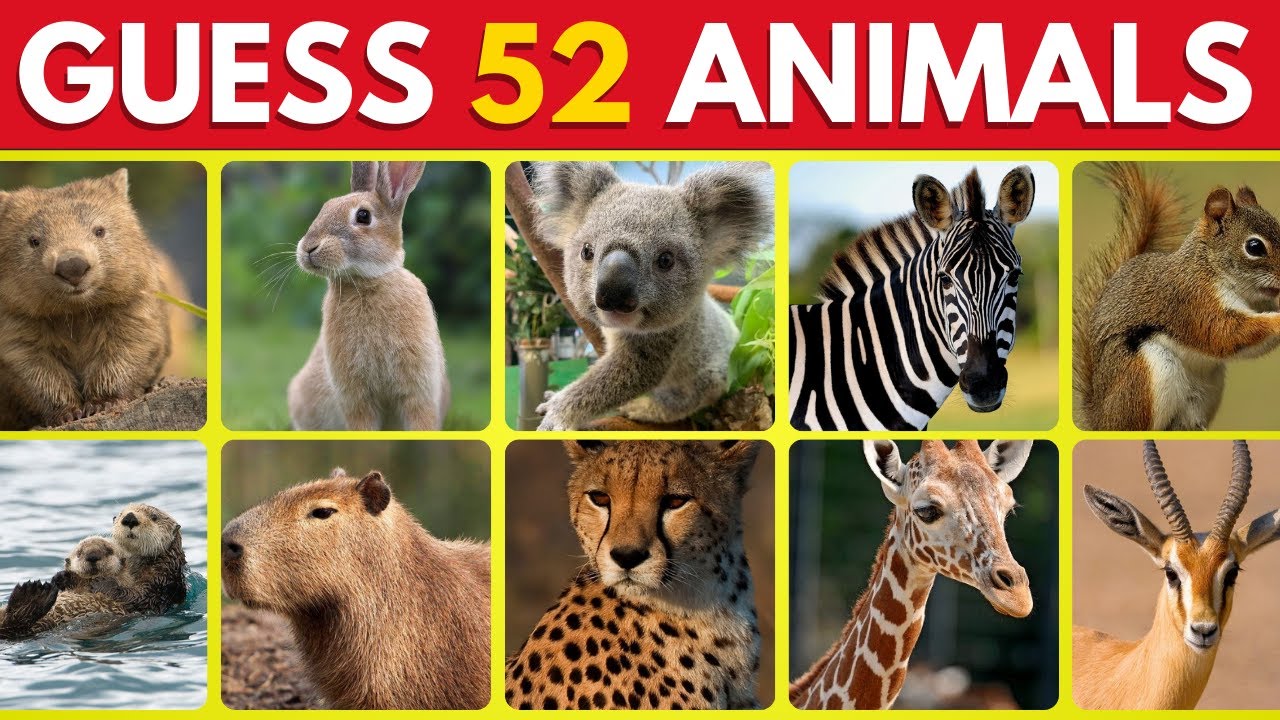 Guess the ANIMAL in 3 seconds | Guess 52 ANIMALS - YouTube