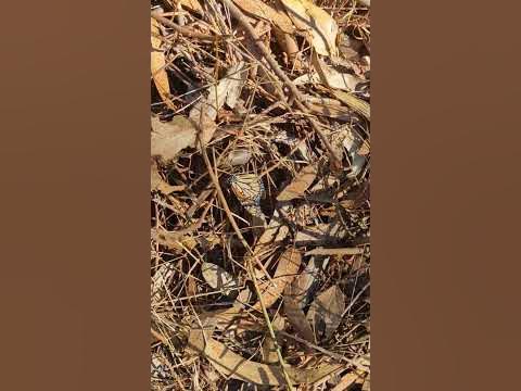 Can you spot the butterfly 🦋? - YouTube