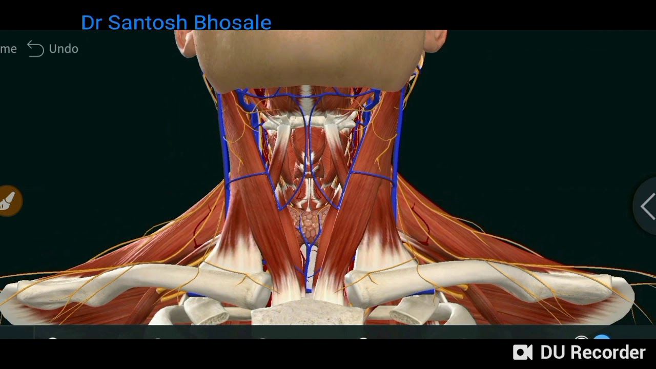 Anterior triangle of the neck and its sub divisions (Animation model ...