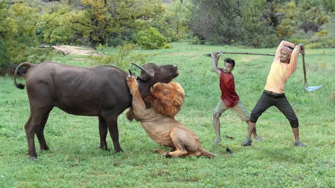 Lion attack buffalo in African forest | lion attack animal | lion ...