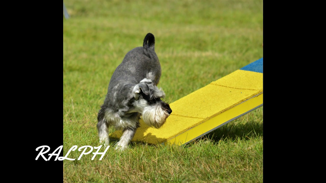 Mini schnauzer Ralph, agility training with Sian - YouTube