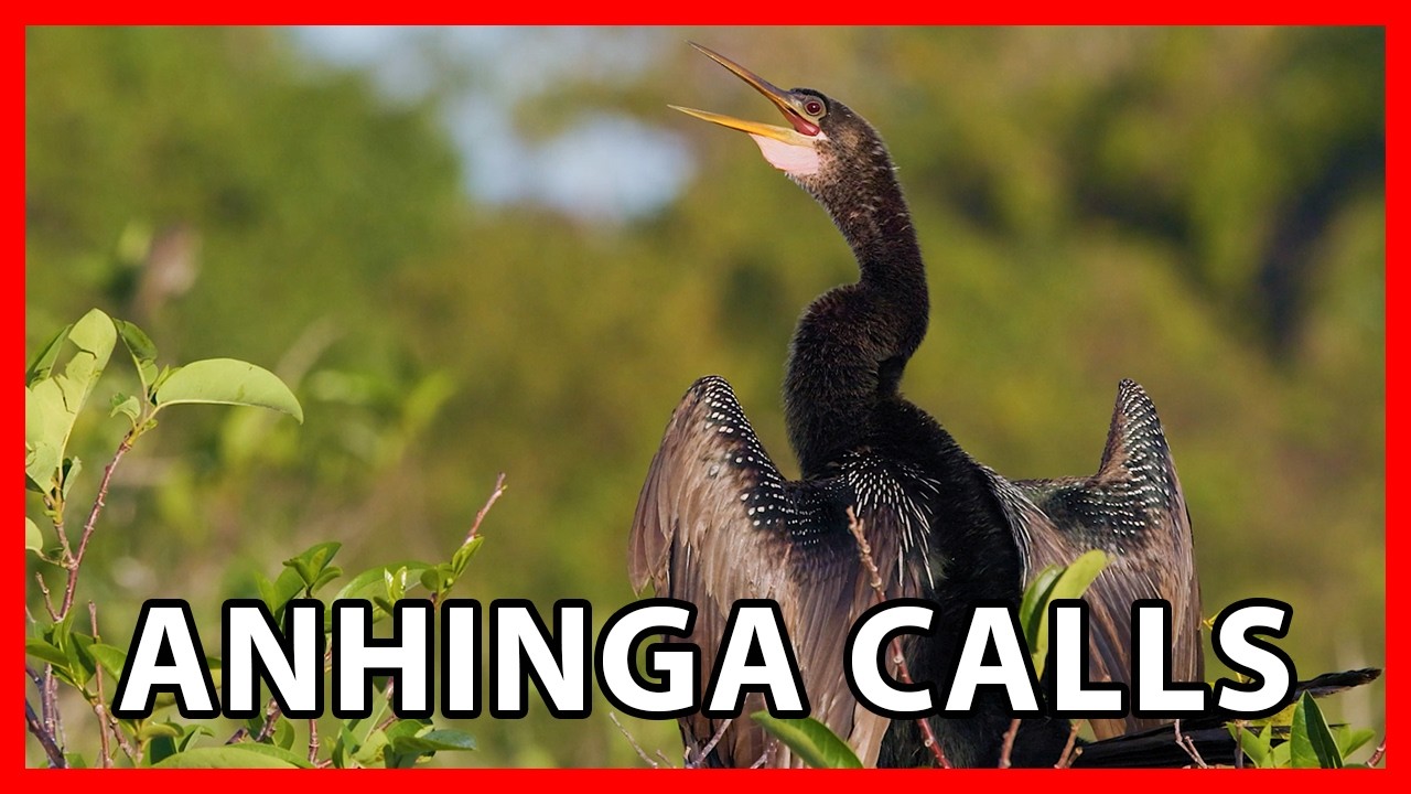 Anhinga Calls and Sounds - YouTube