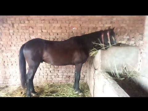 ghora awazain necal rha گھوڑا آوازیں نکال رہا ہے#horse #animal #pets# ...