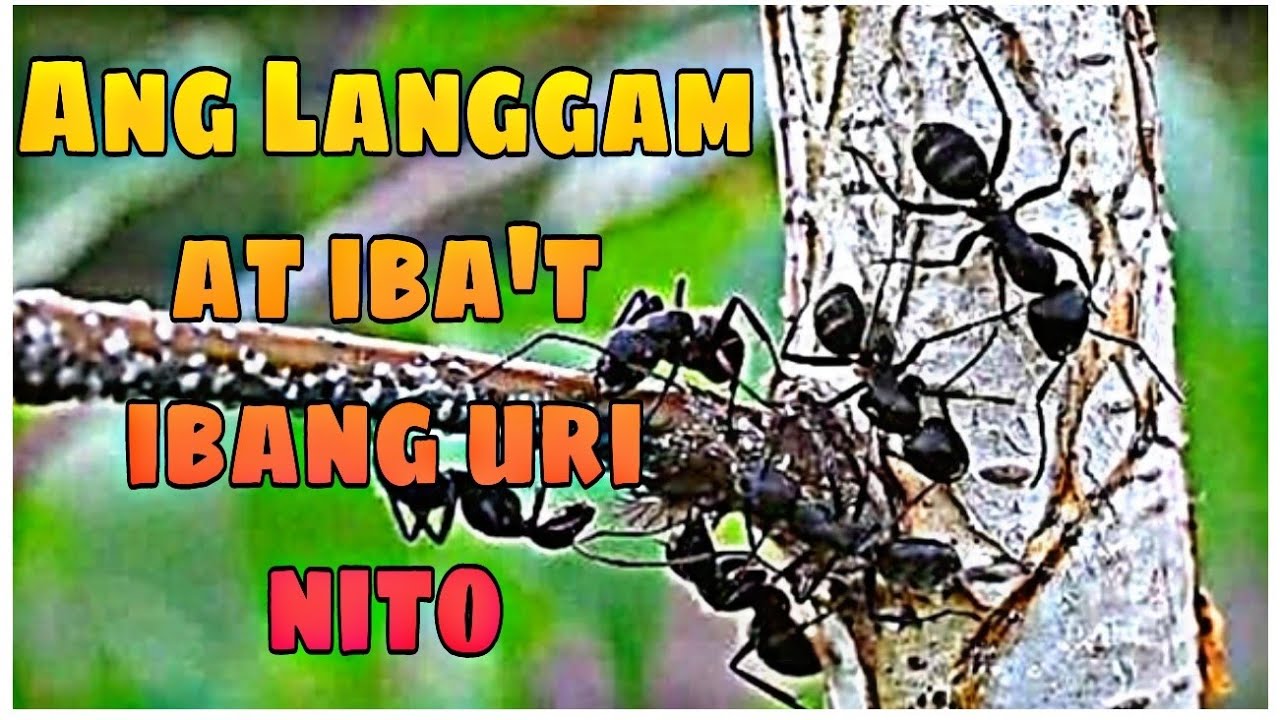 IBA'T IBANG URI NG LANGGAM | ANU ANG LANGGAM | A World TV - YouTube