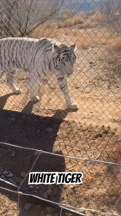 White Tiger 🐅 - YouTube