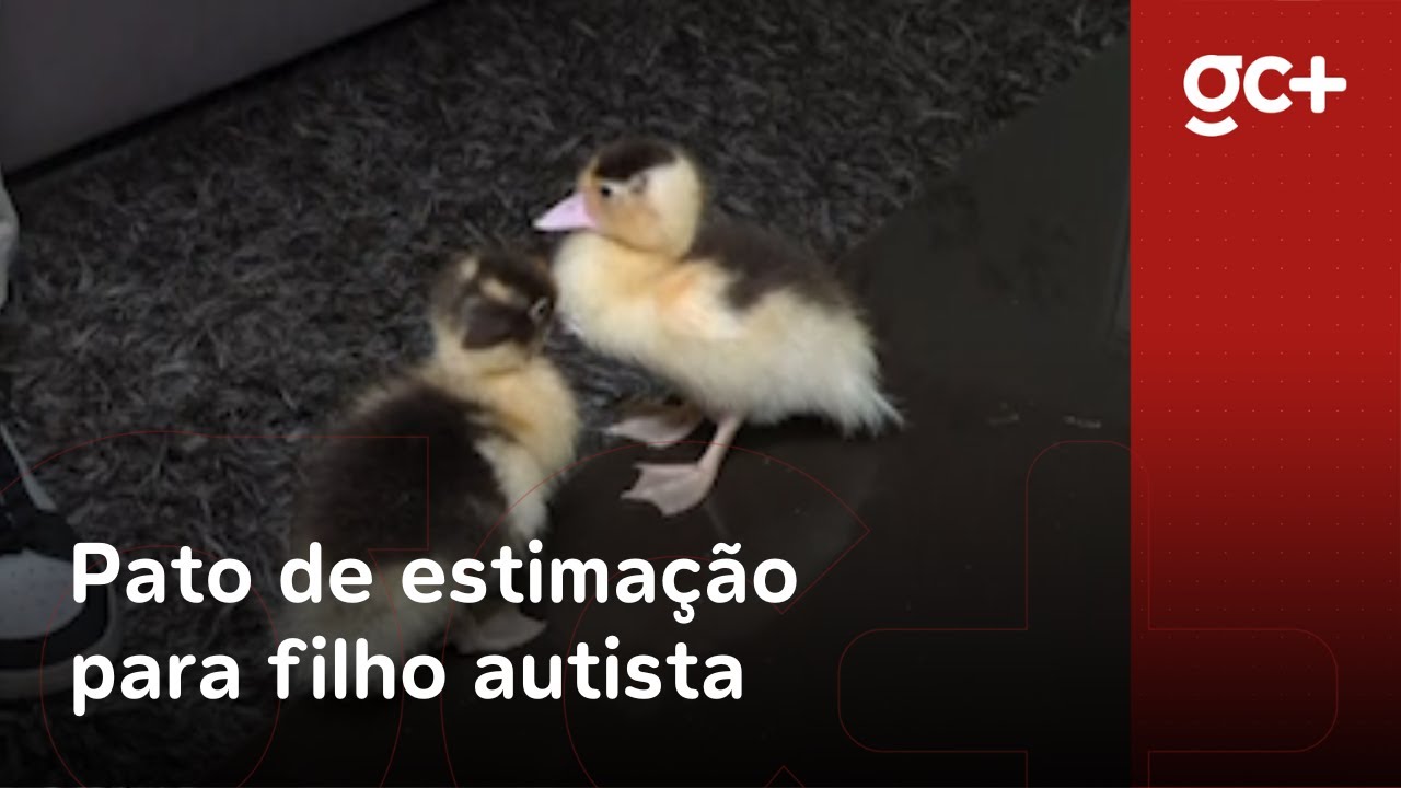 Mãe de filho autista resolveu criar pato dentro de casa para ajudar na ...