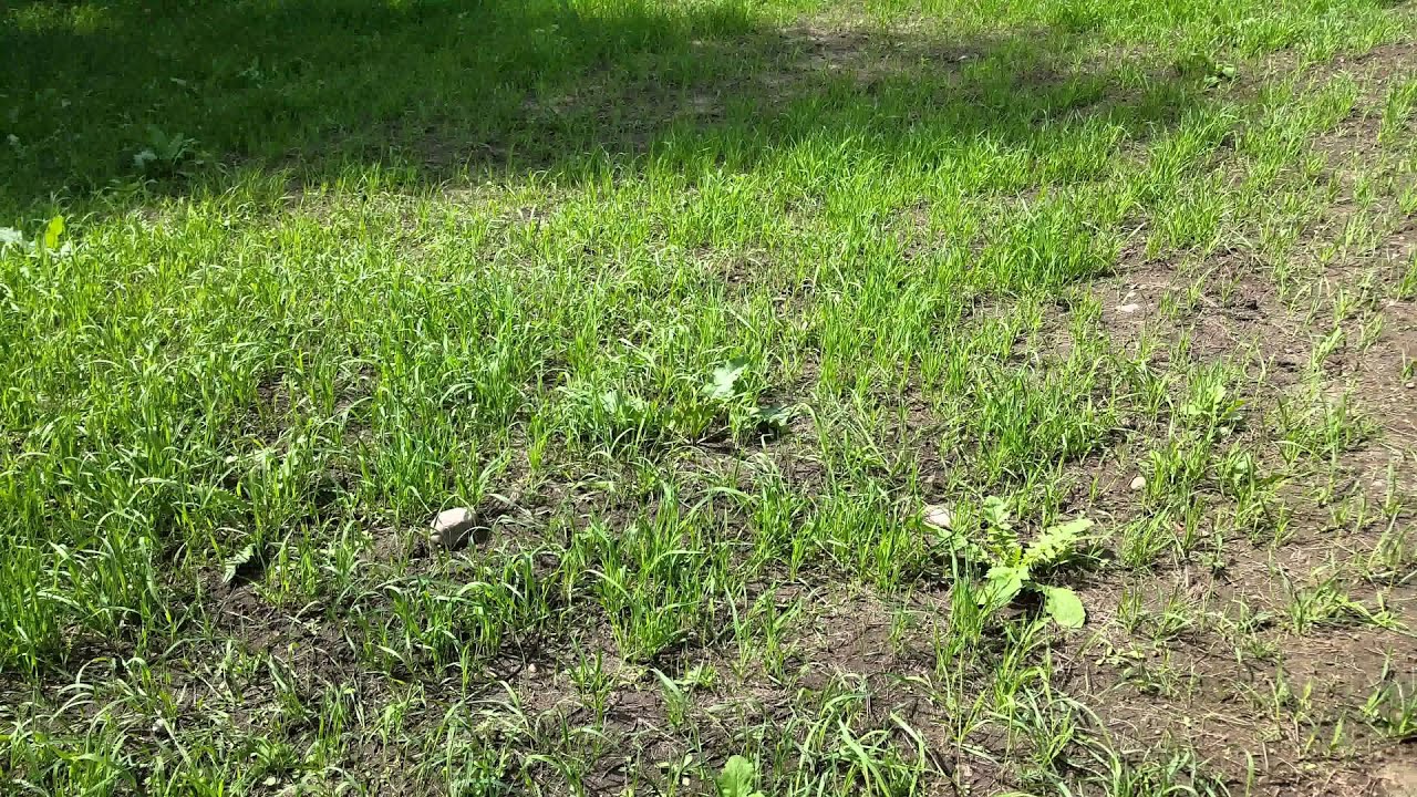 Marc food plot 2 - YouTube