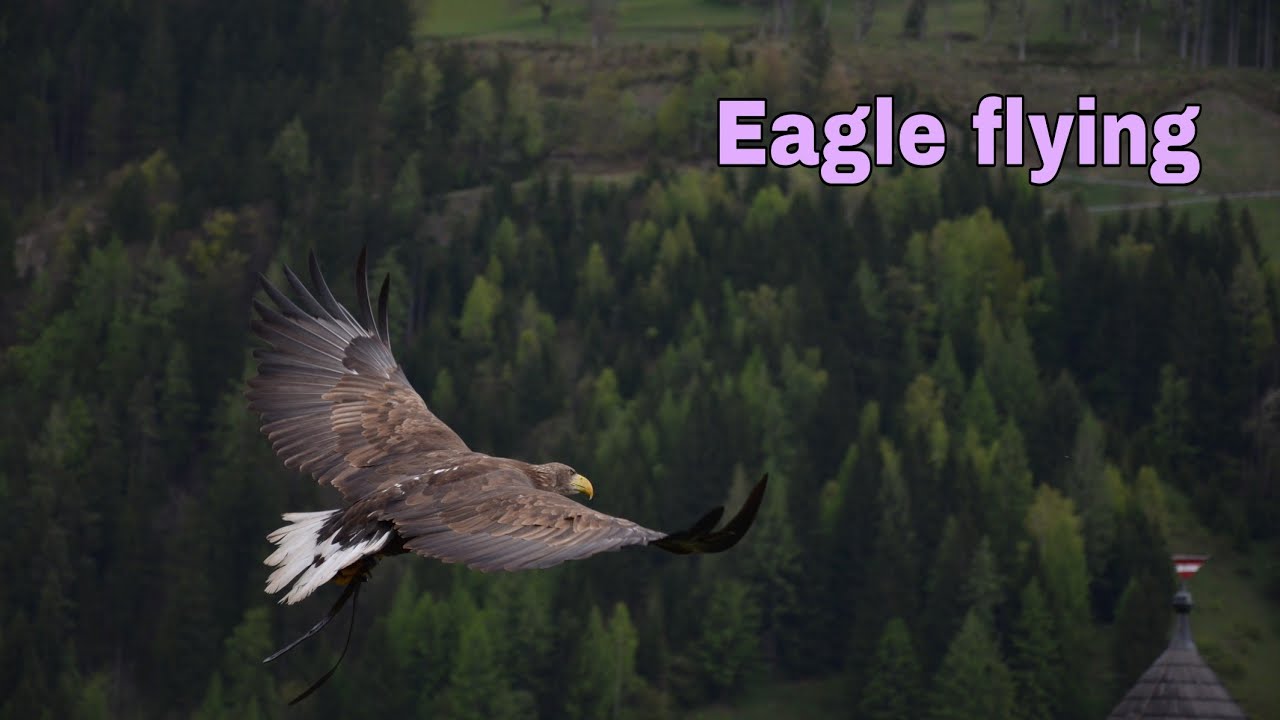 #Eagle#Eagle flying!Eagle sound! Eagle sound effect ! - YouTube
