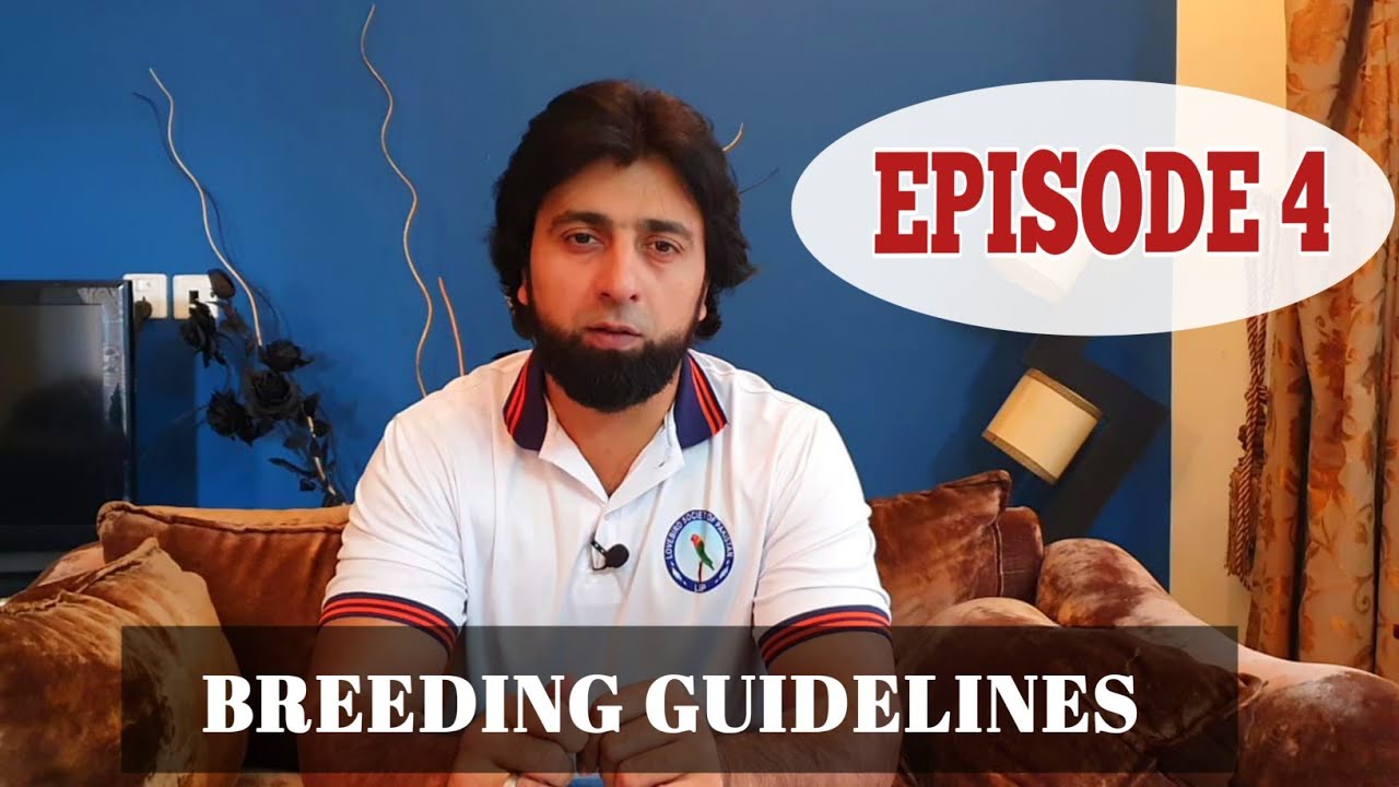 EPISODE 4. How to prepare birds nest|Record keeping|Breeding Tips # ...