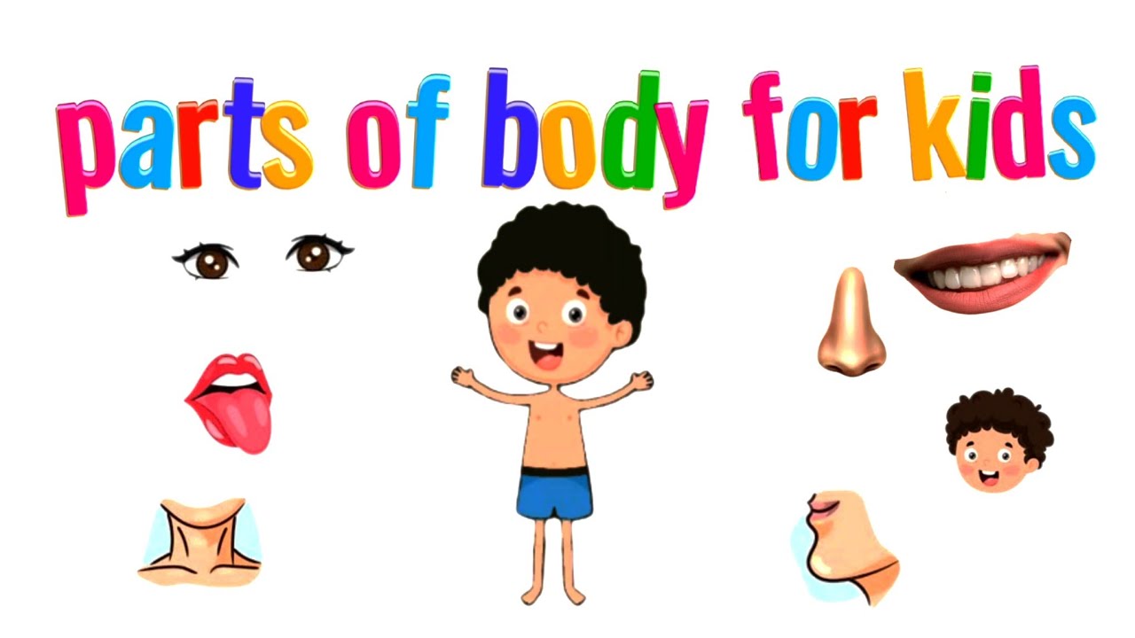 Learn body parts | body parts for kids | learn parts of the body - YouTube
