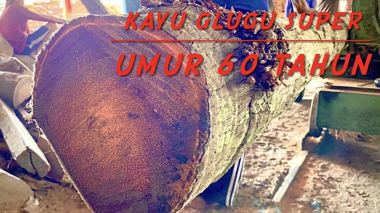 coconut timber ! aset kayu glugu kadir super tua: cara memotong kayu ...